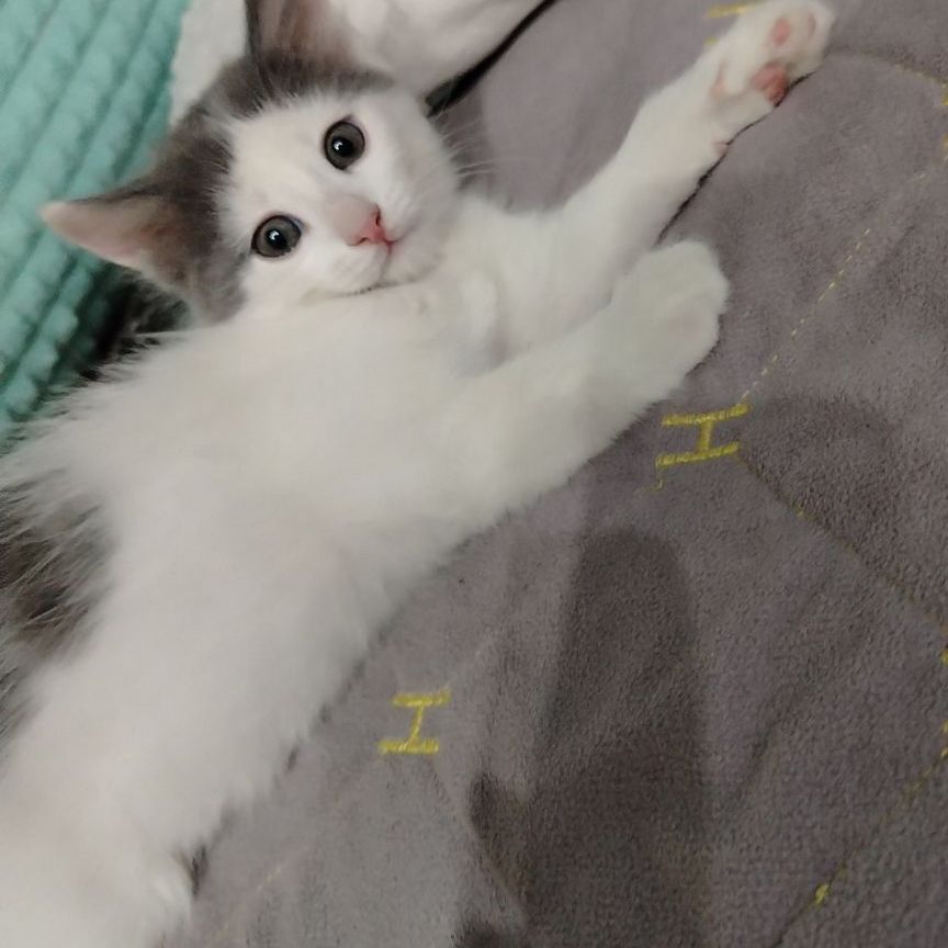 Котёнок в добрые руки