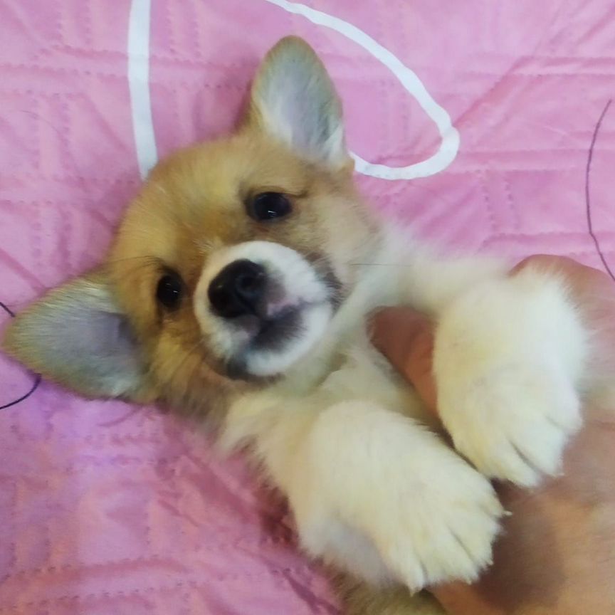 Щенки корги