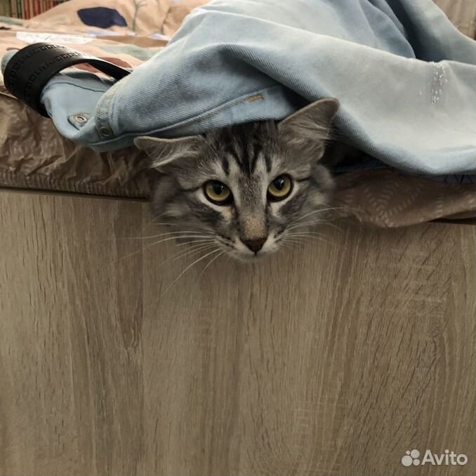 Кот Вася ищет новый дом