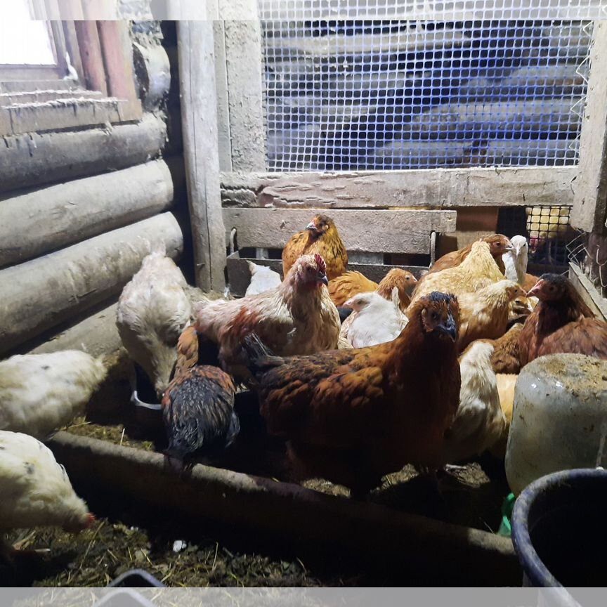 Продам куриц