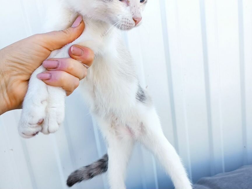 Котёнок подросток