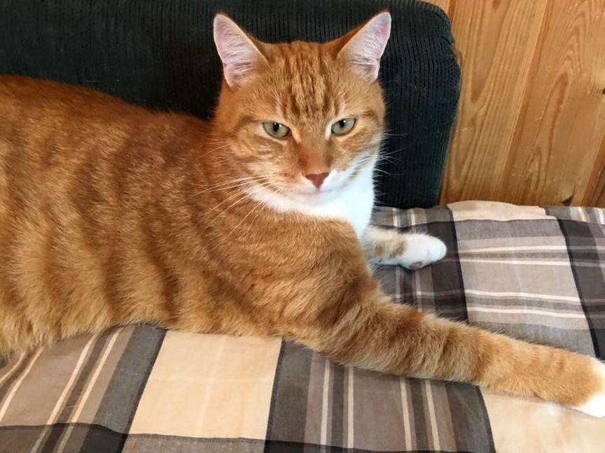 Кот Василий рыжий