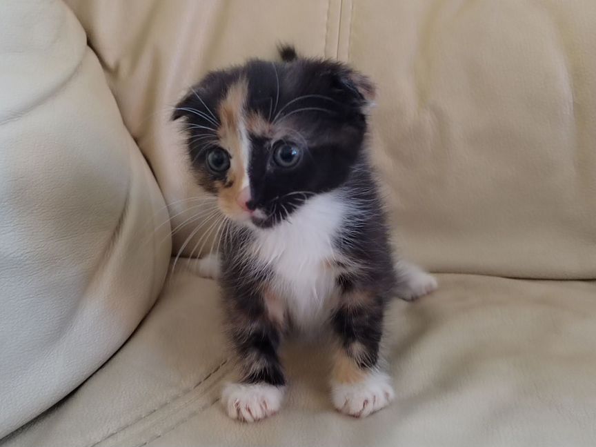 Котенок