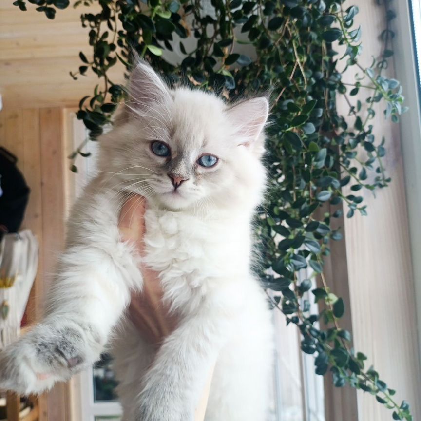 Котенок породы Невская маскарадная с документами