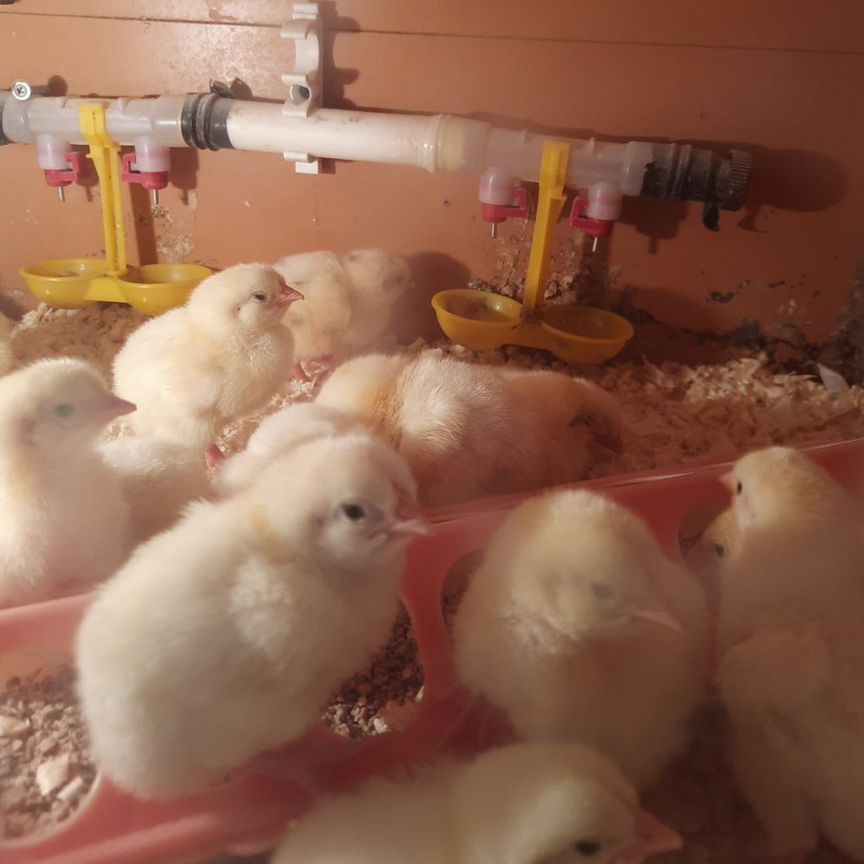 Цыплята суточные