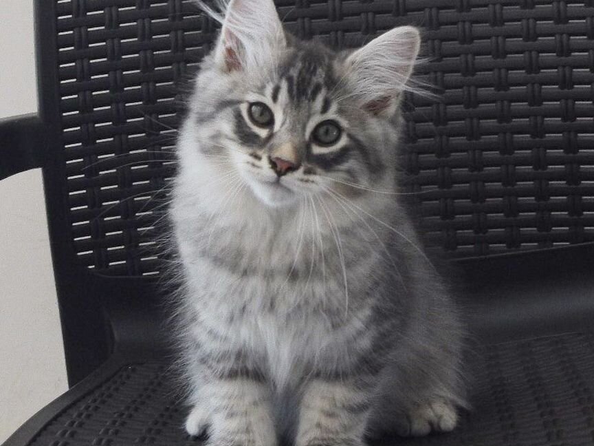 Котик Бальзам моей души