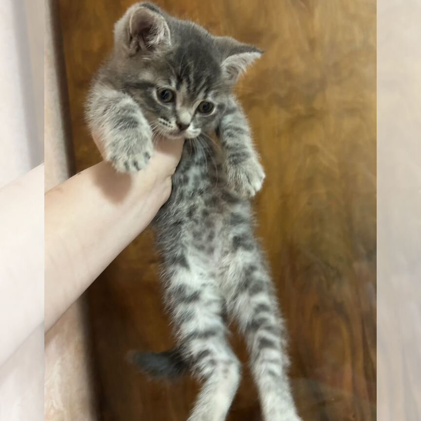 Котята в добрые руки бесплатно