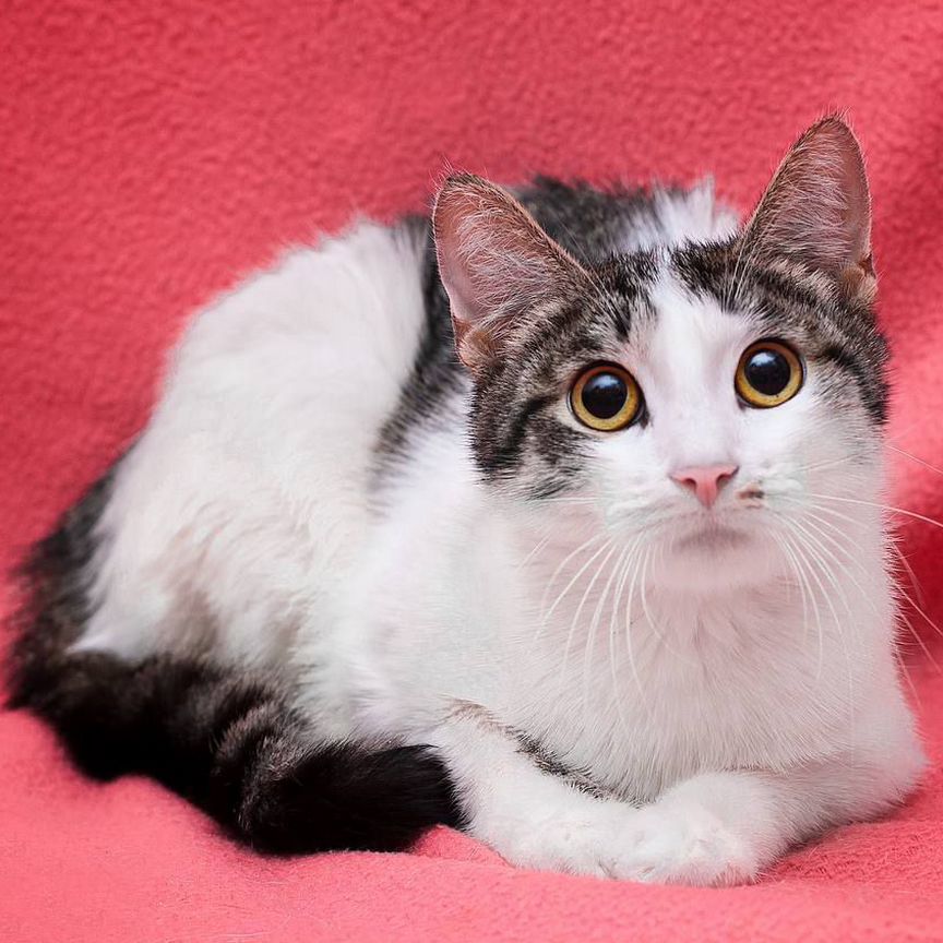 Кошечка с янтарными глазами так ждёт свою семью