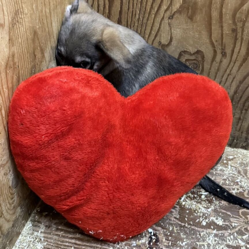 Щенок в добрые руки