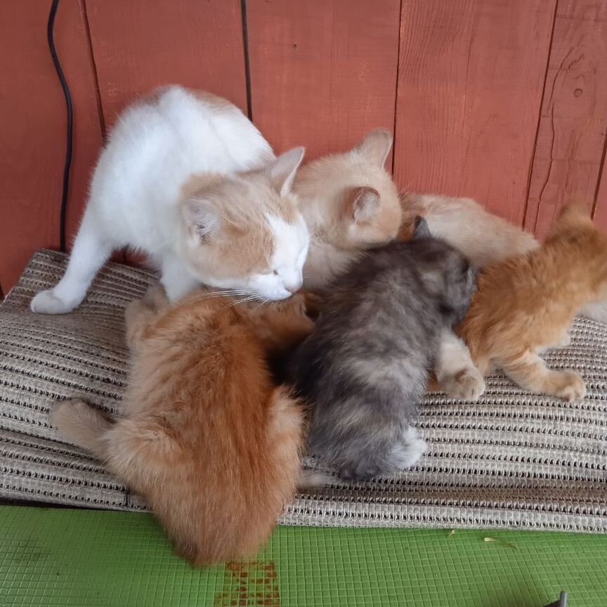 Котята охотники