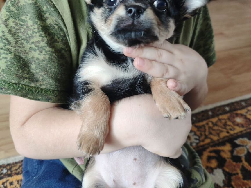 Чихуахуа девочка