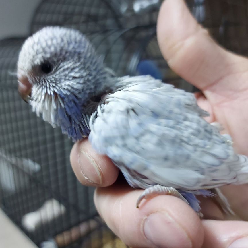 Попугай ввп чехи