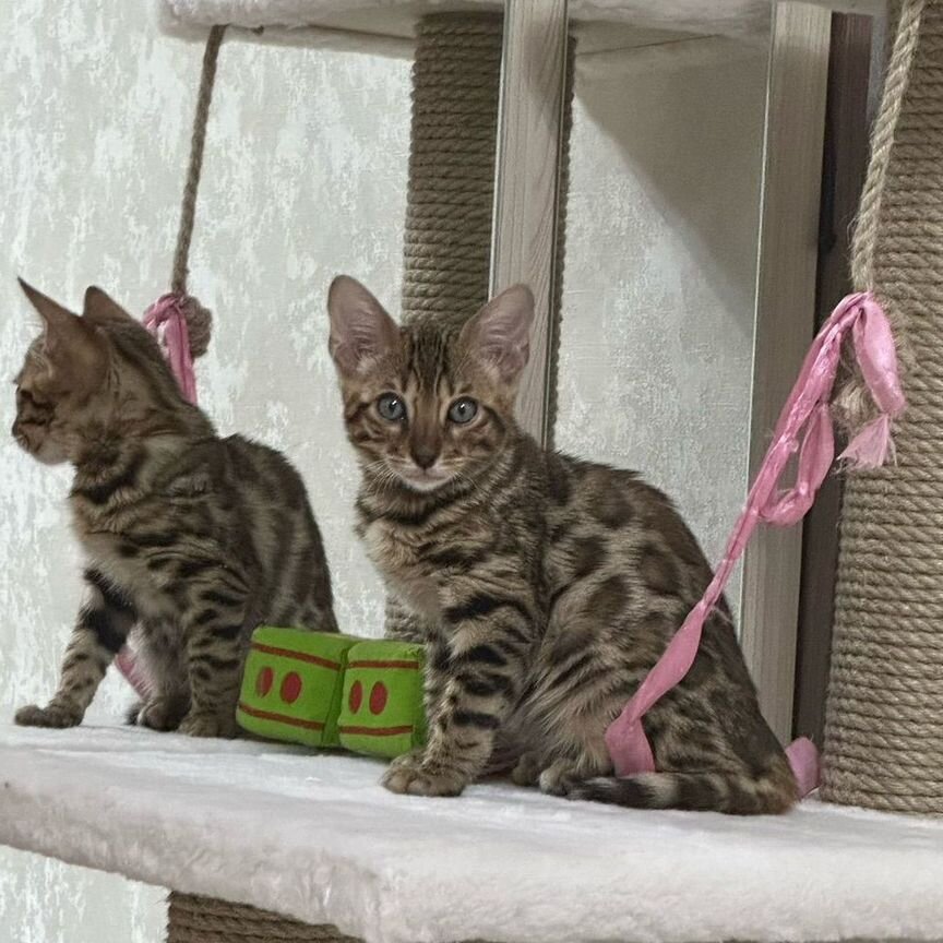 Бенгальская