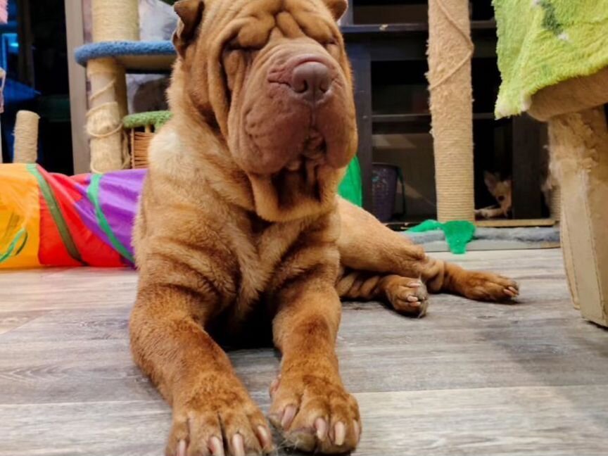 Собака в добрые руки