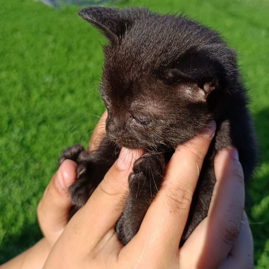Котёнок в добрые руки