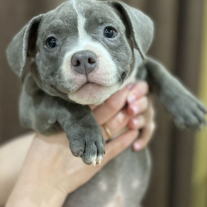 Американский булли, щенок