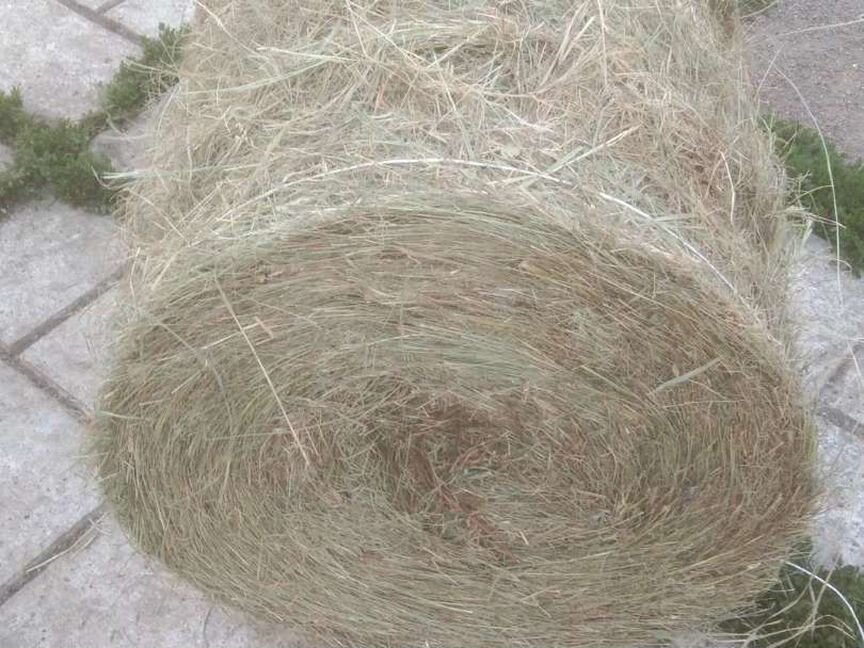 Продам сено луговое в рулонах. Принимаем заказы