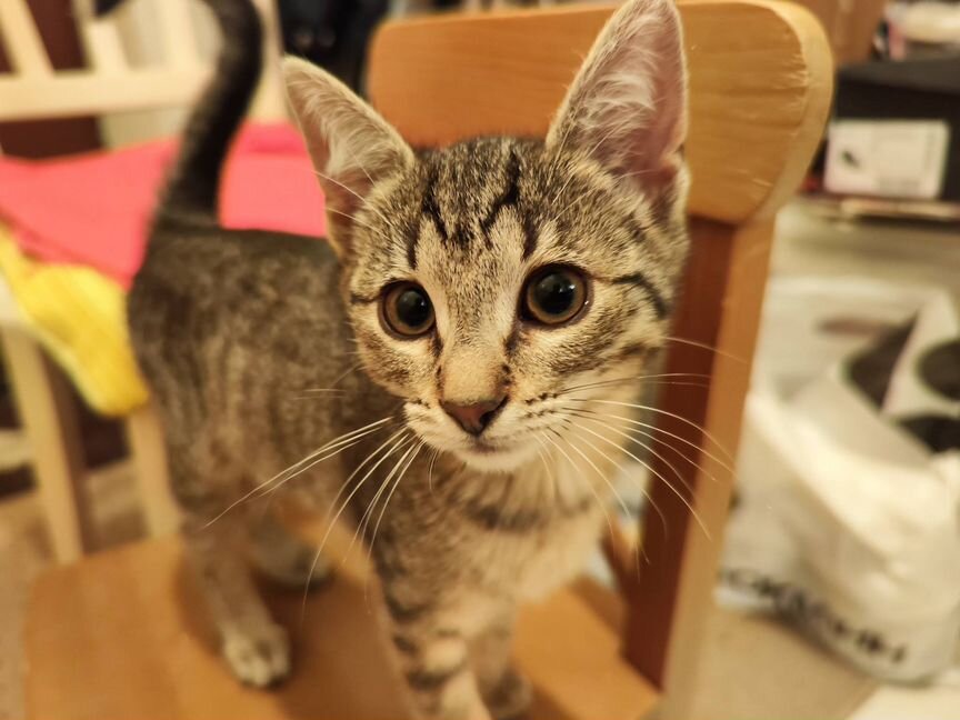 Картофельная" девочка-шпротик