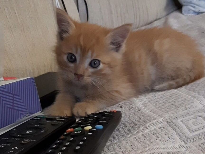 Рыжий котенок мальчик