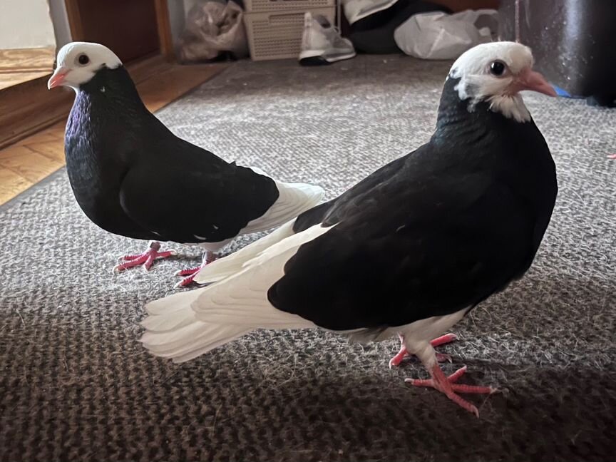 Голубь ручной