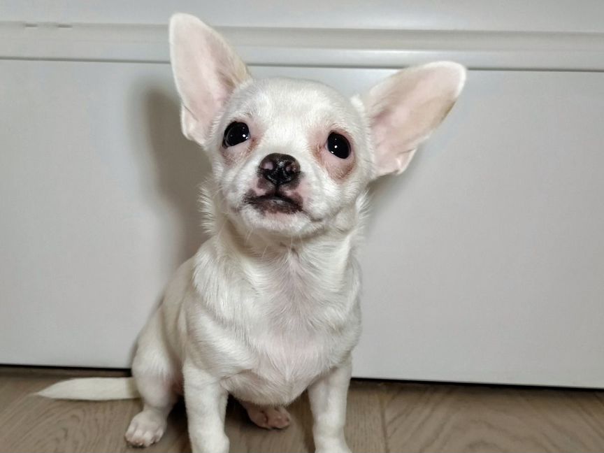 Щенки чихуахуа девочки