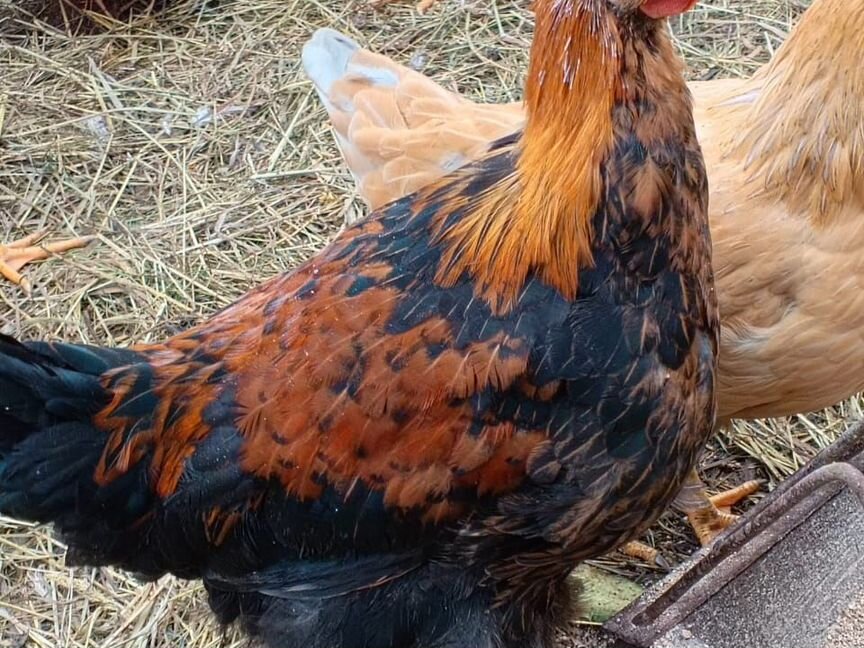 Продаются петухи