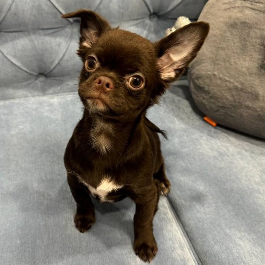 Прекрасный мальчик чихуахуа