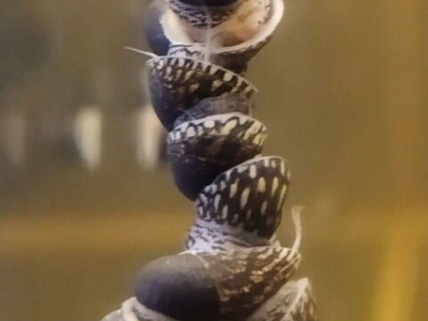 Улитки чистильщики