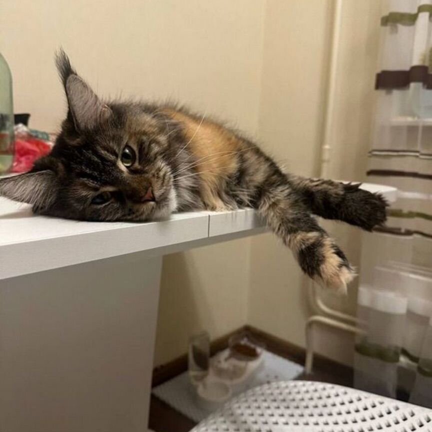 Кошка мейкун вязка