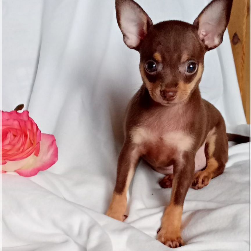 Мини-мальчишка