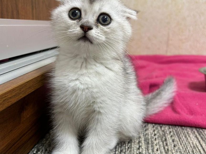 Шотландская шиншилла