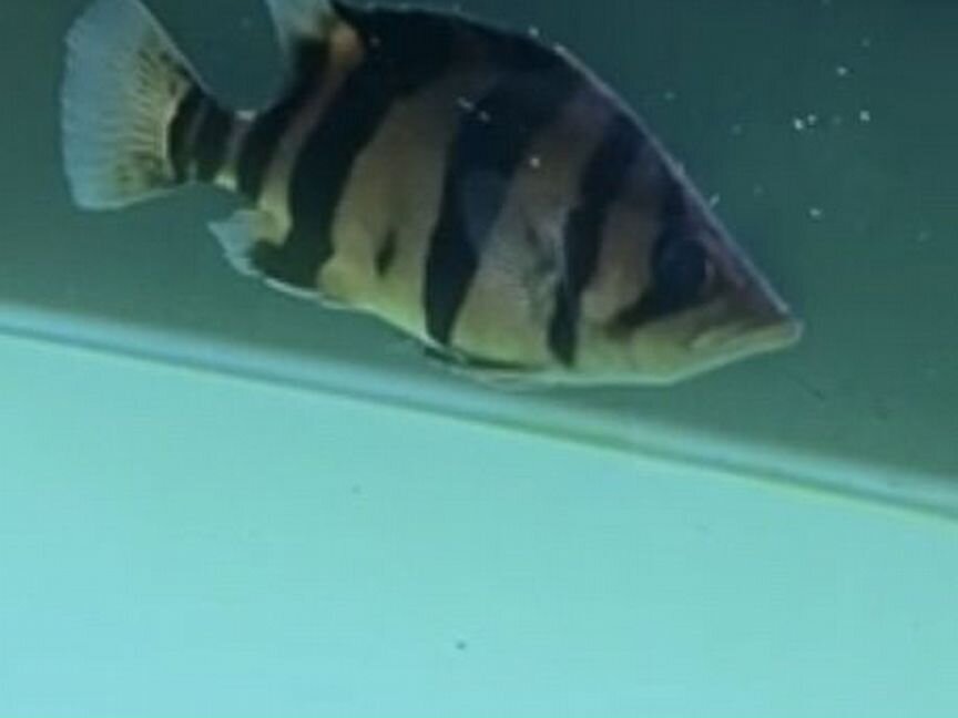 Тигровый окунь datnoid microlepis