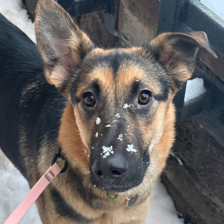 Взрослая собака в добрые руки