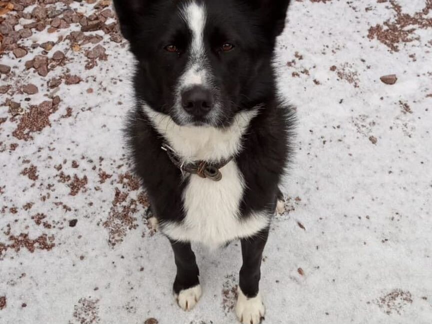 Собака в добрые руки отдам бесплатно