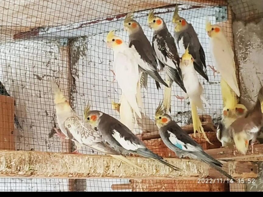 Волнистые попугаи