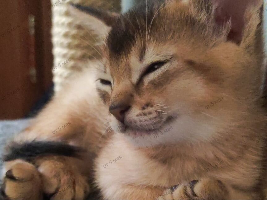 Абиссинские котята (цена договорная)