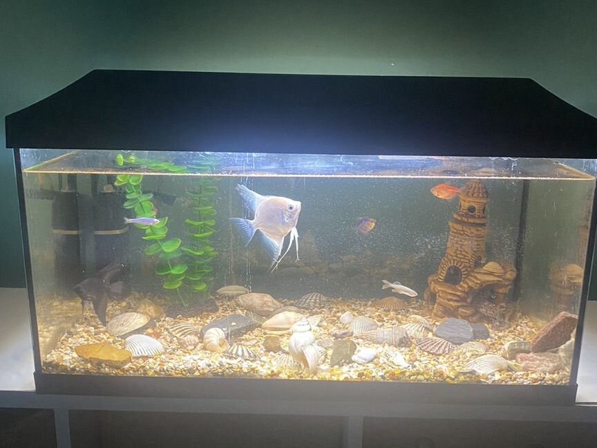 Аквариуим и аксессуары