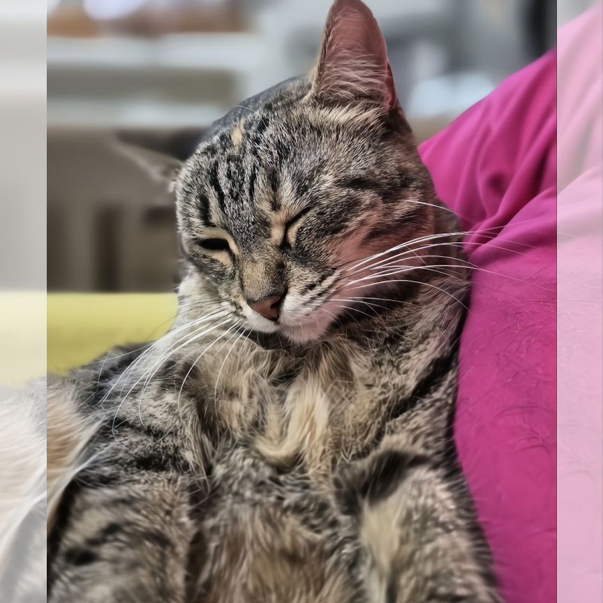 Взрослая, Девочка кошка в добрые руки