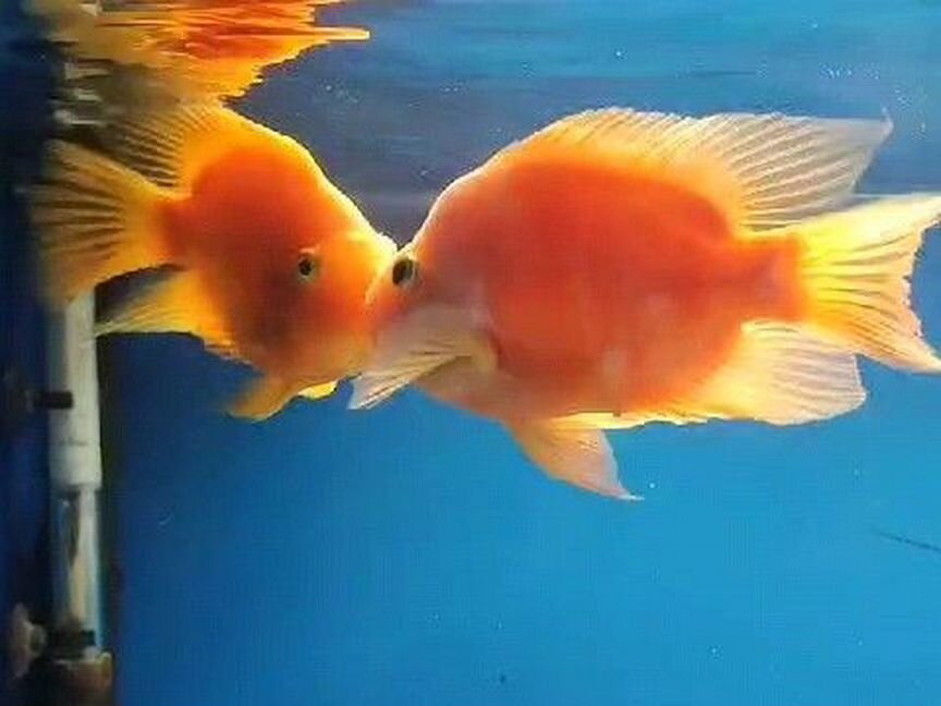 Аквариумные рыбы