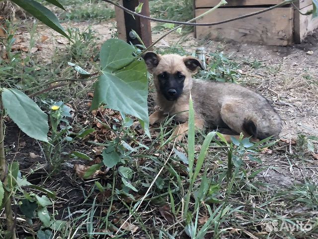 Щенки