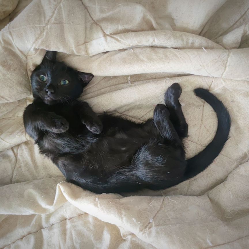 Котята манчкин бамбино