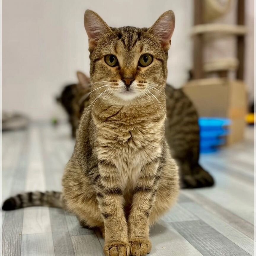 Кошки в добрые руки