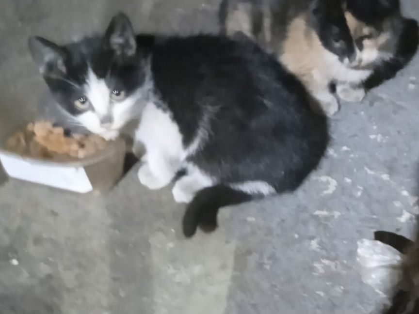 Котята ищут дом