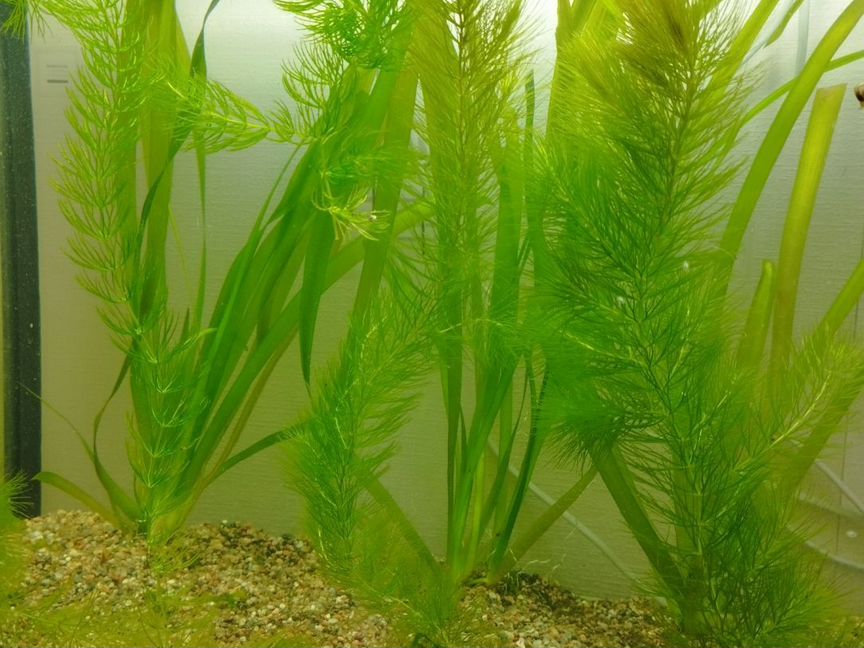 Роголистник, валиснерия гигантская