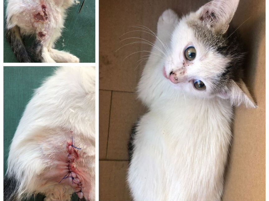 Белочка с рынка