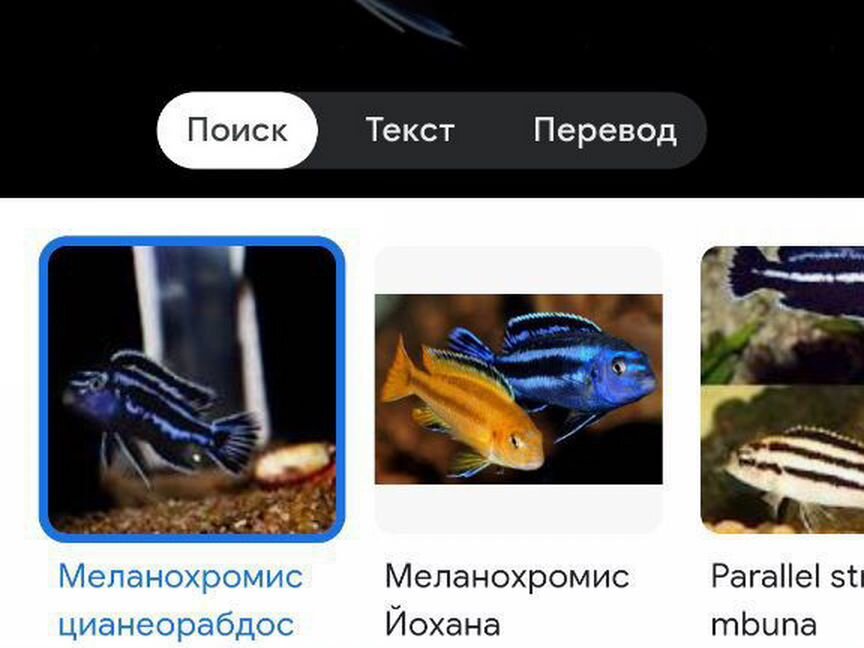 Цихлиды
