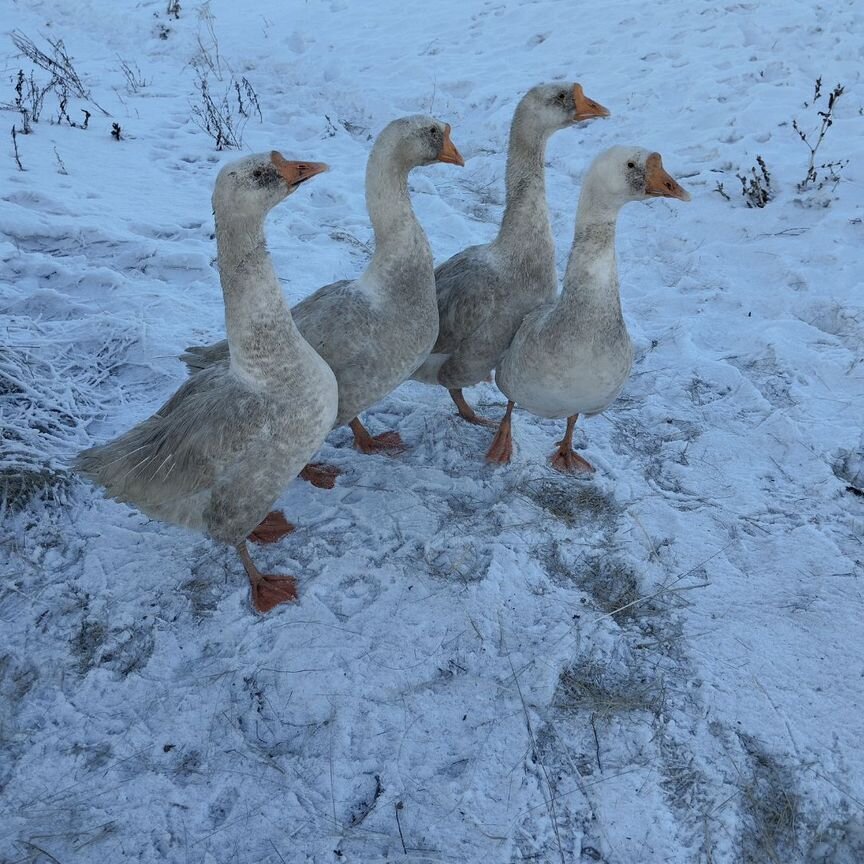 Гусь