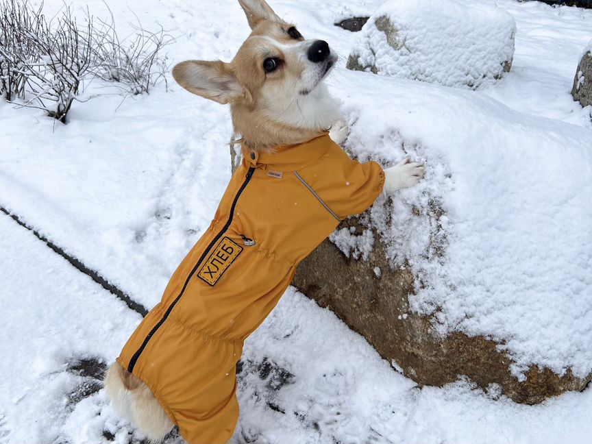 Костюм для корги девочки