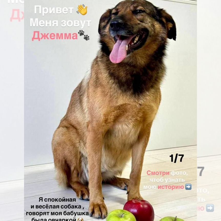 Взрослая собака в добрые руки