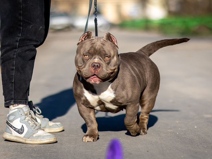 Амбулли покет